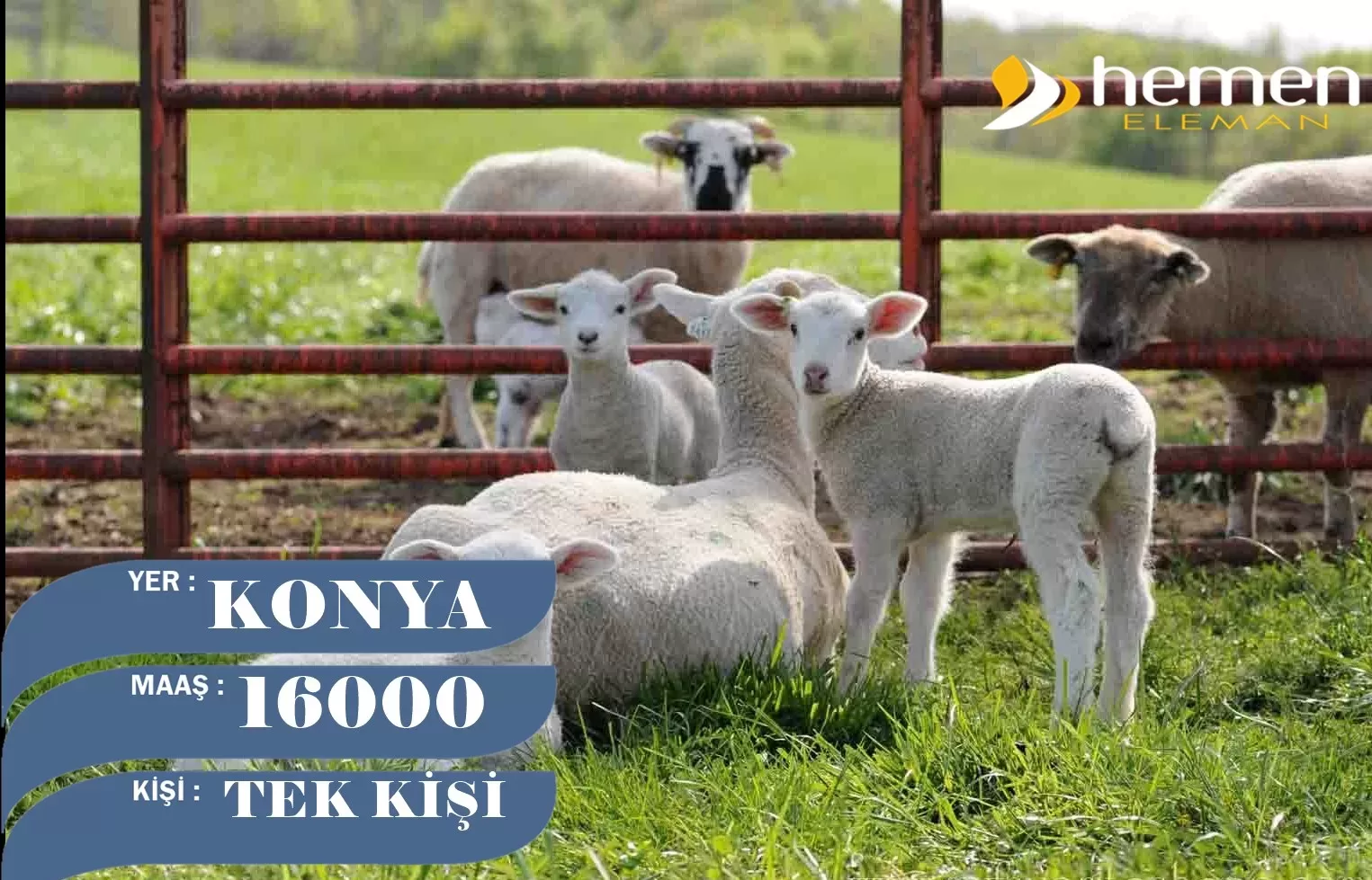 Hayvan Bakım - Hemen Eleman